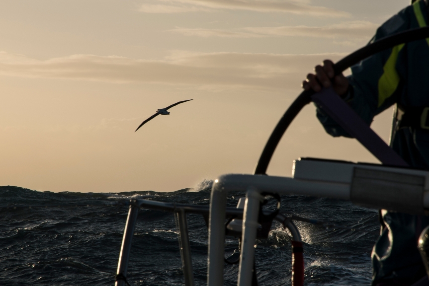 Wisdom the Albatross lays eggs at the age of 67 - The Ocean Race